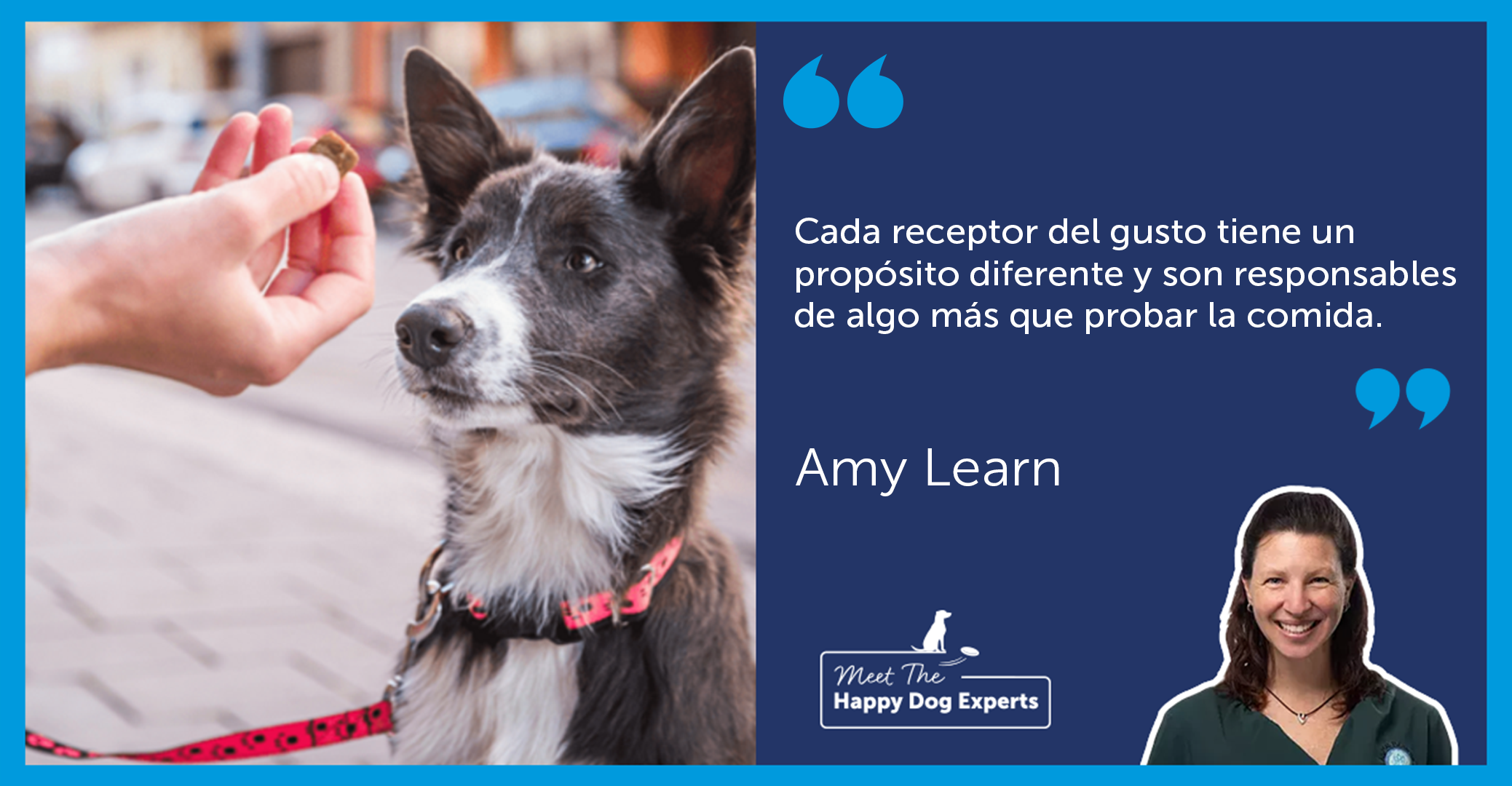 El sentido del gusto en los perros | Blog ADAPTIL