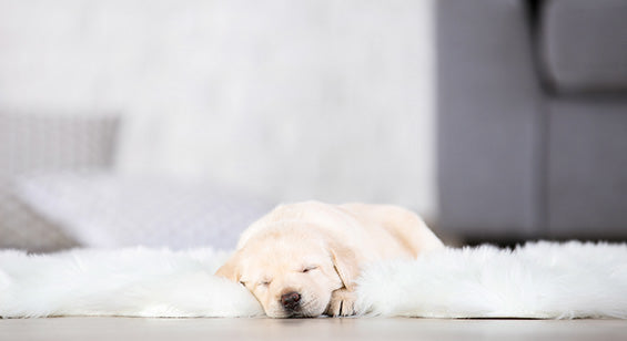 ADAPTIL - Expertos en Bienestar Canino | Thundershirt & ADAPTIL